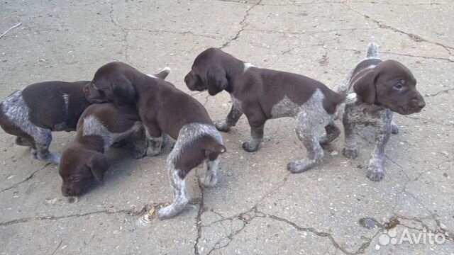 Продаются щенки Курцхаара