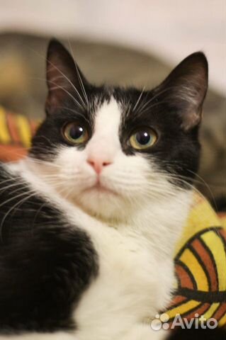 Маленькая нежная кисонька очень ищет дом