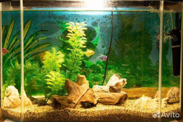 Аквариум