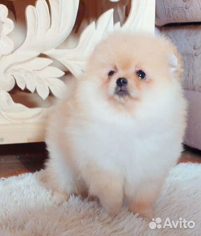 Солнечная девчонка