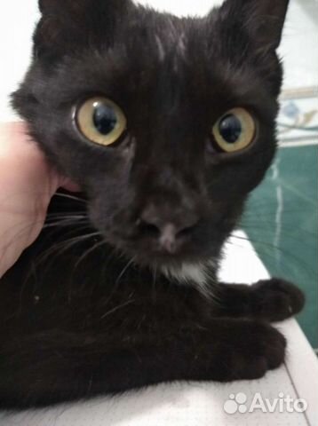 Котенок Нюша