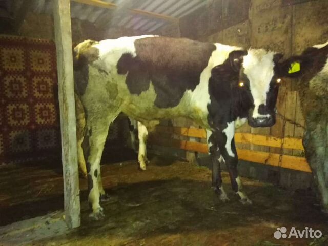 Телята бычки