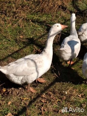 Гуси,утки молодняк