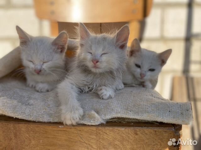 Отдам бесплатно котят. Два мальчика и одна девочка