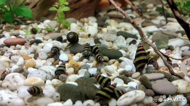 Хищные улитки хелены