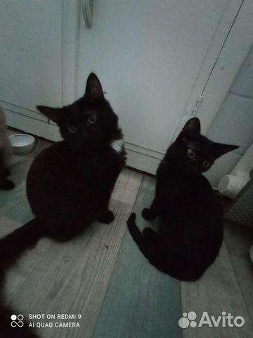 Котики подростки