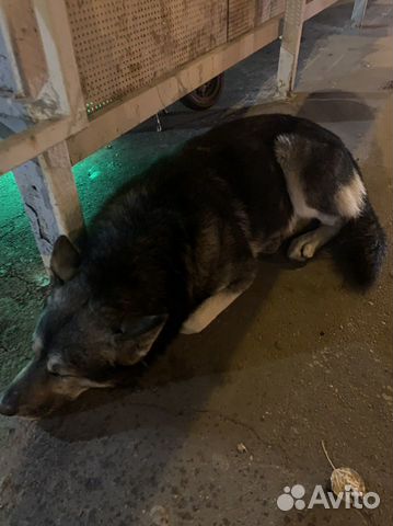 Собака овчарка кобель потерялся