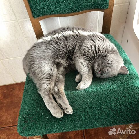 Британская кошка хочет кота