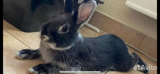 Кролик нидерландский карлик