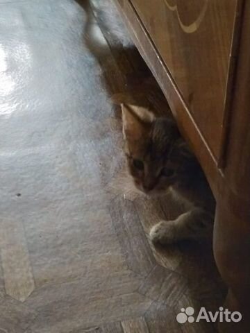 Отдам котёнка в добрые руки бесплатно
