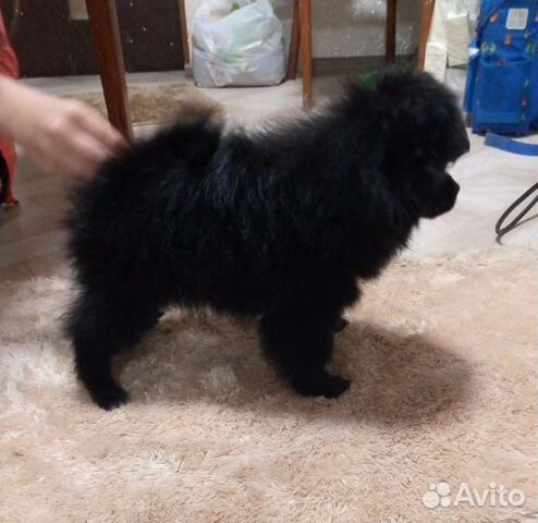 Собака маленькая порода