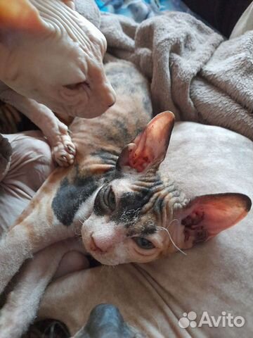 Донской сфинкс котята бесплатно