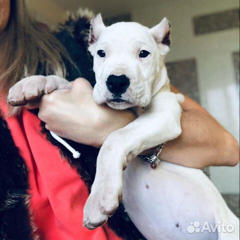 Аргентинский дог щенки