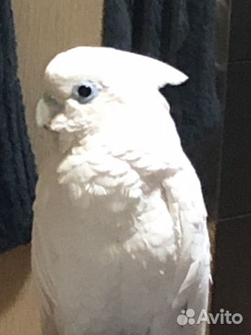 Попугай какаду соломонский