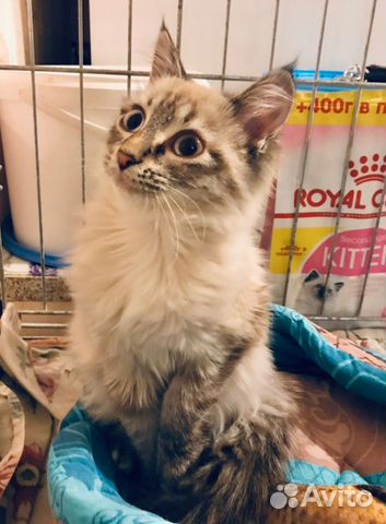 Котенок Лекс