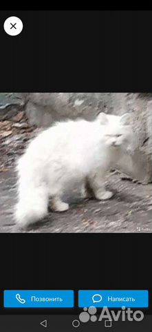 Белая кошка домашняя отдам