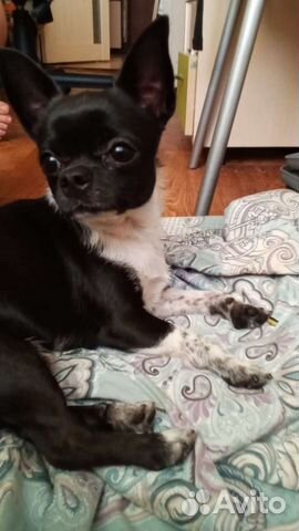 Щенок Чихуахуа