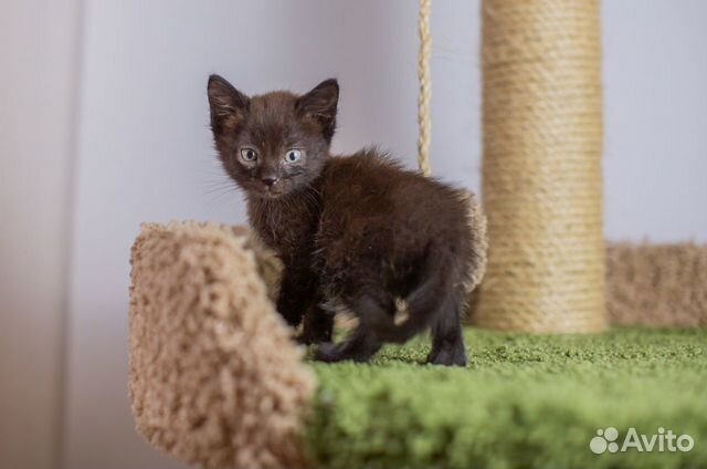 Котёнок Шанель в дар