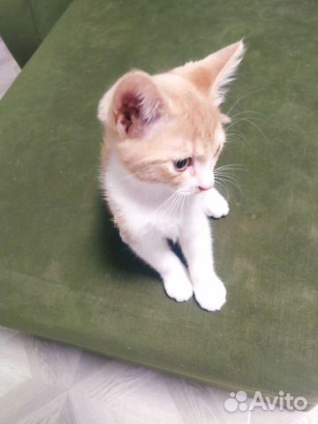 Котенок в дар бесплатно
