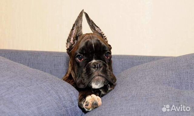 Щенки немецкого боксера от красивых родителей