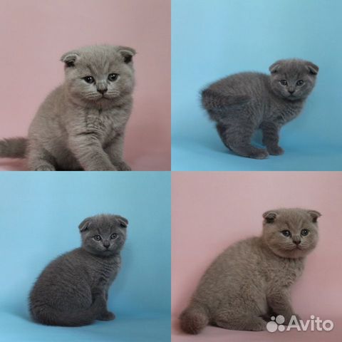 Шотландские вислоухие котята