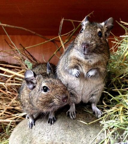 Бельчата из питомника