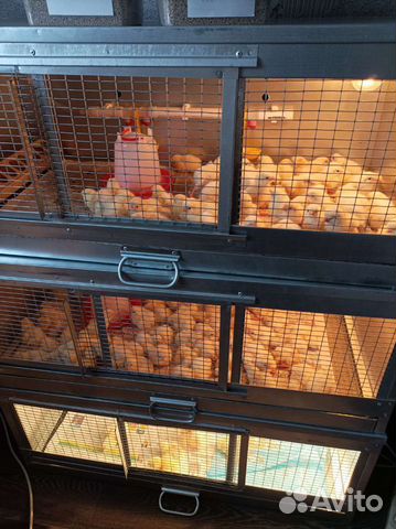 Цыплята Декалб