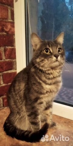 Прежние хозяева не найдены. Котик в квартиру