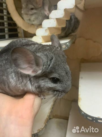 Шиншилла Стандарт