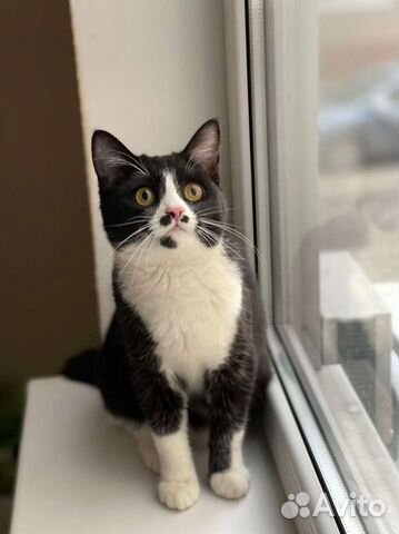 Котодети из приюта ищут своих родителей