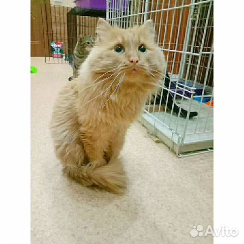 Кот кастрирован 4 года