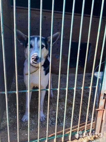 Спасите собаку Вегу из приюта