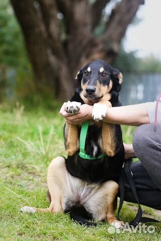 Собака из приюта ищет дом