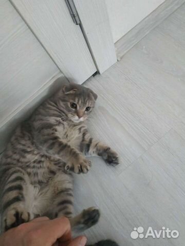 Шотландский вислоухий кот