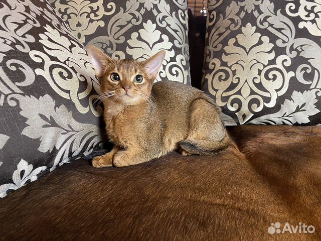 Абиссинский котик Лакки