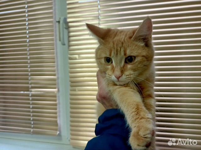 Котенок подросток 5 мес рыжего окраса в дар