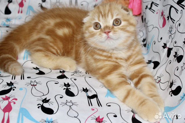 Красный шотландский котик, очень породистый