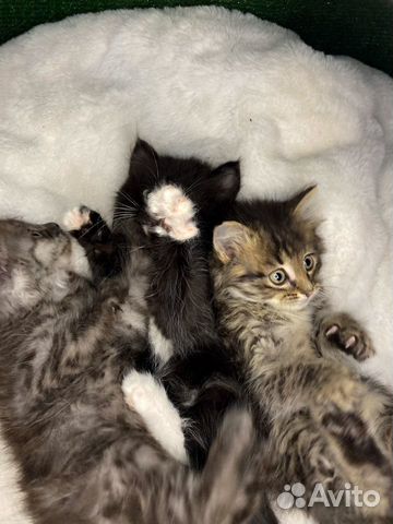 Котята