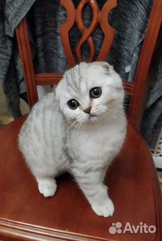Шотландский вислоухий котик