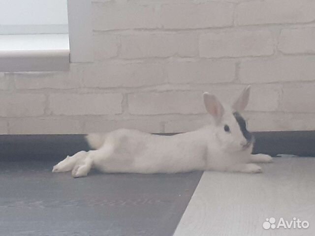 Продается Кролик (девочка) вместе с клеткой, возра