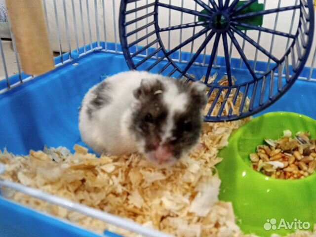 Обычный хомяк