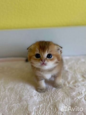 Шотландские вислоухие котята