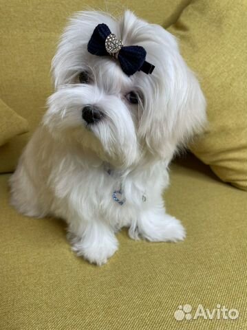 Продажа щенков мальтийской болонки