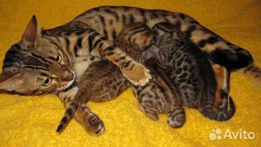 Бенгальские котята москва