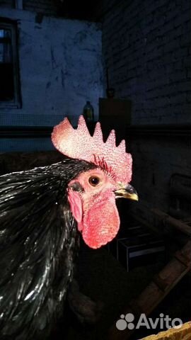 Петух Синь-синь-дянь