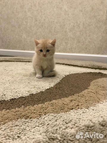 Котик