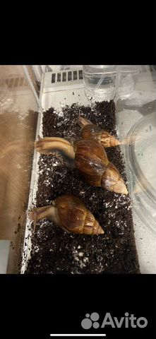 Улитка с аквариумом