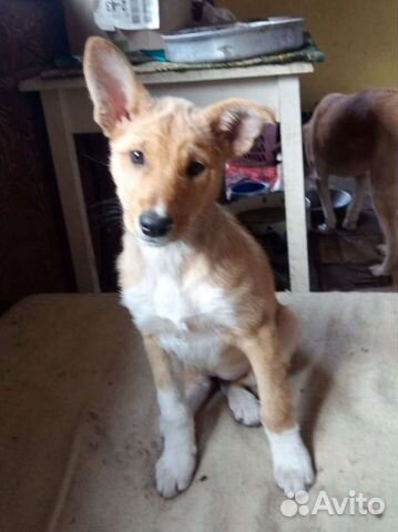 Ксюша щенок