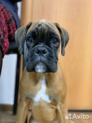 Щенки немецкого боксера