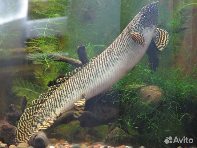 Полиптерус орнатипиннис